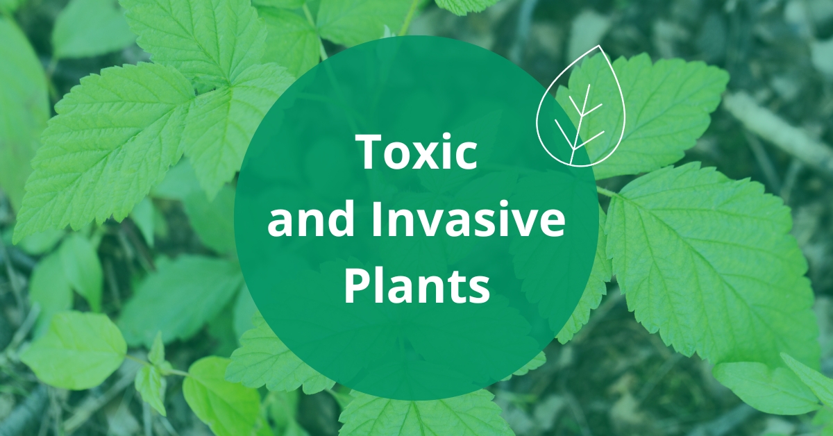 Invasive Plants | Municipalité de Chelsea